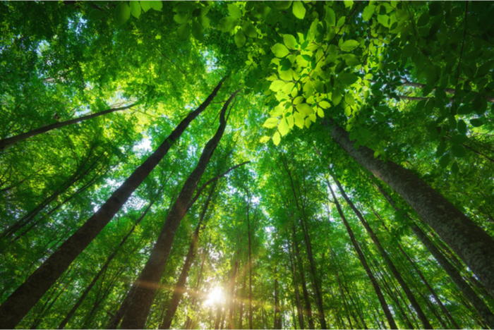 Fix Our Forests Act: A Bipartisan Breakthrough for America’s Forests ...