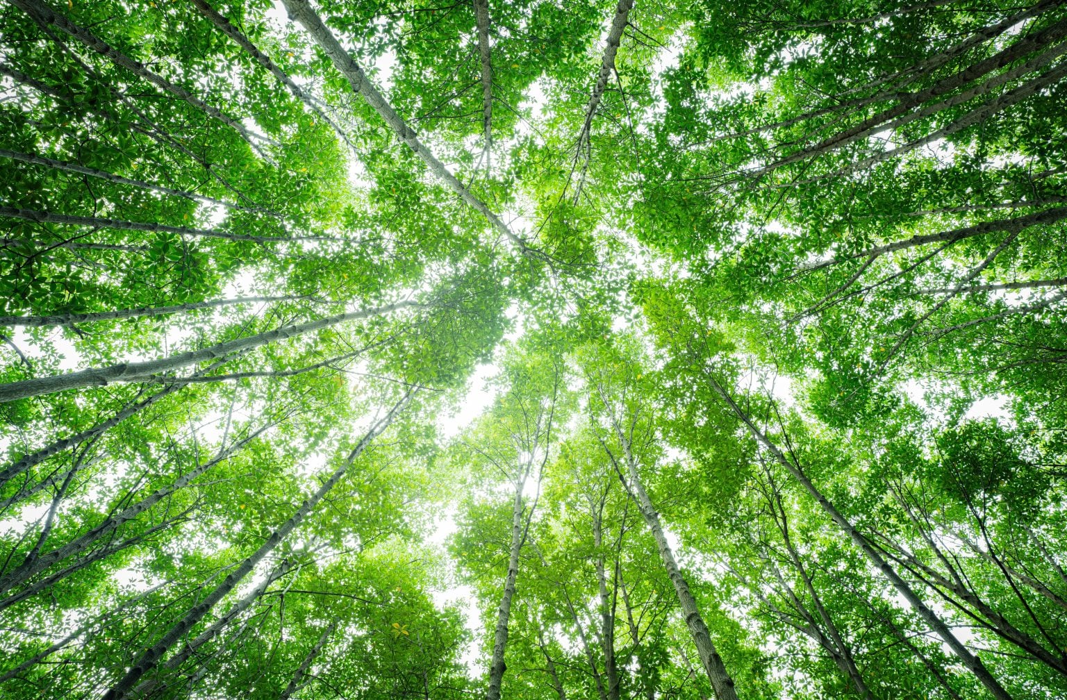 Fix Our Forests Act: A Bipartisan Breakthrough for America’s Forests ...